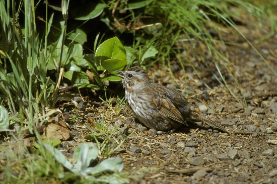 Fox Sparrow Passerella Iliaca Washington State Editorial Stock Photo ...