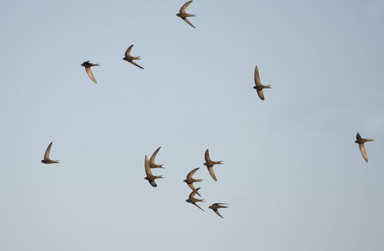 Common Swift Apus Apus Flock Screaming Editorial Stock Photo - Stock ...