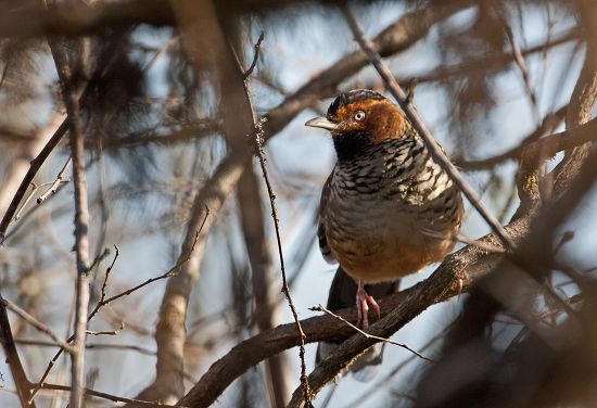 Spotted Laughingthrush Ianthocincla Ocellata Ocellata Adult Editorial ...