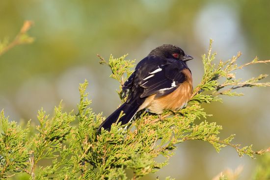 Eastern Towhee Pipilo Erythrophthalmus Adult Male Editorial Stock Photo ...