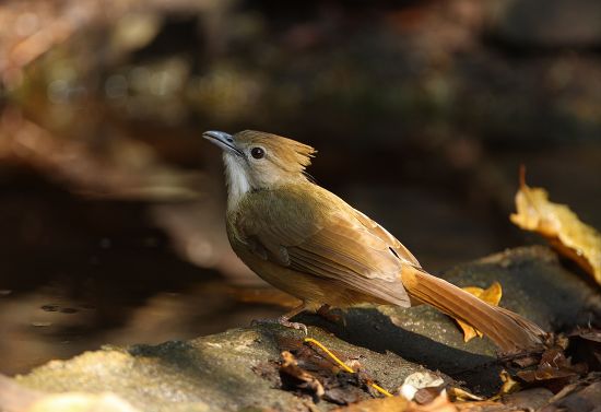 Ochraceous Bulbul Alophoixus Ochraceus Sacculatus Adult Editorial Stock ...