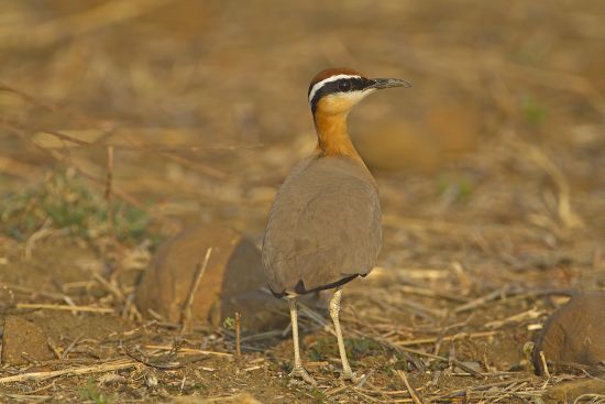 Indian Courser Cursorius Coromandelicus Adult Standing Editorial Stock ...