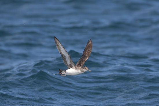 Fluttering Shearwater Puffinus Gavia Adult Flight Editorial Stock Photo ...