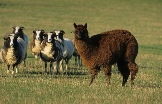 Alpaca Lama Pacos Adult Standing Jacob Editorial Stock Photo - Stock ...