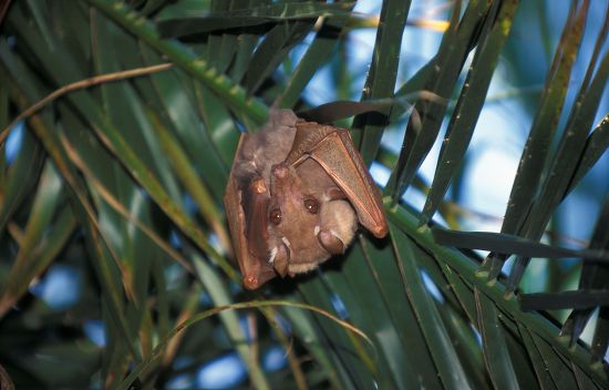 Peters Epauletted Fruit Bat Epomophorus Crypturus Editorial Stock Photo ...