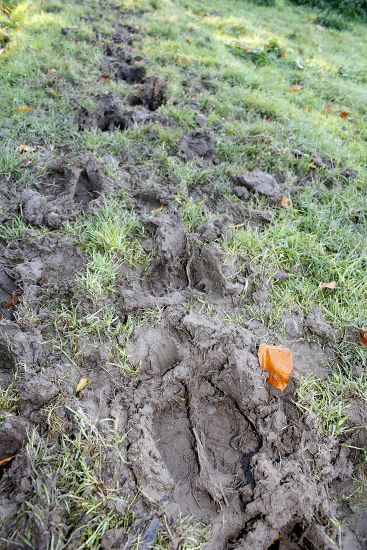 Domestic Cattle Tracks Muddy Pasture On Editorial Stock Photo - Stock ...