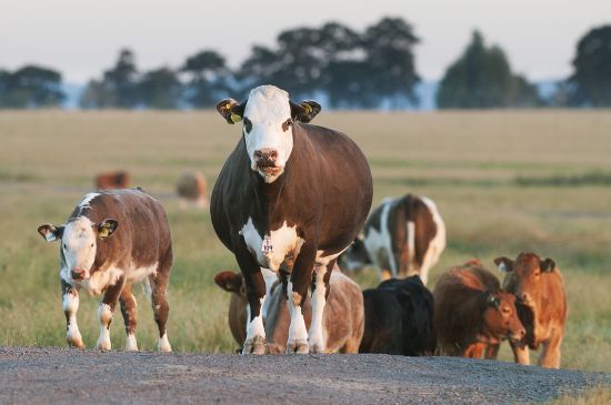 Domestic Cattle Beef Crossbreed Cows Calves Editorial Stock Photo ...