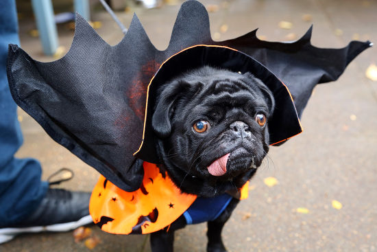 Boris Pug Dressed Wearing Vampire Costume Editorial Stock Photo - Stock ...