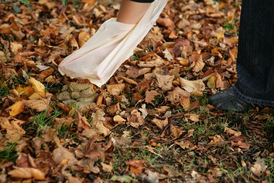 Domestic Dog Muck Picked By Owner Editorial Stock Photo - Stock Image ...