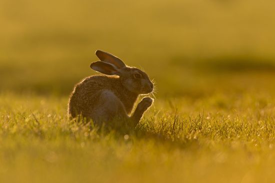 European Hare Lepus Europaeus Leveret Scratching Editorial Stock Photo ...