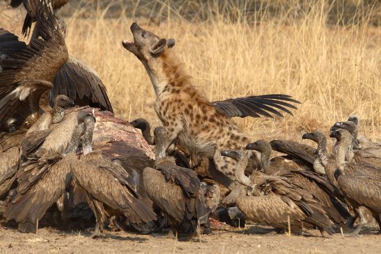 Spotted Hyena Crocuta Crocuta Adult Jumping Editorial Stock Photo ...