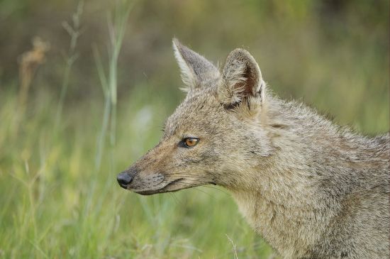 Sidestriped Jackal Canis Adustus Adult Chiefs Editorial Stock Photo ...