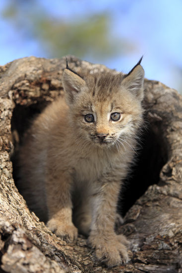 Canadian Lynx Lynx Canadensis Eightweeks Old Editorial Stock Photo ...