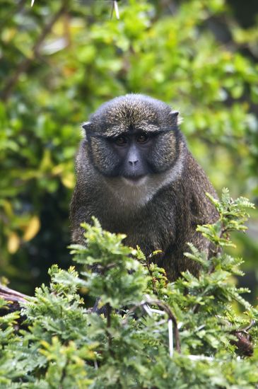 Allens Swamp Monkey Allenopithecus Nigroviridis Adult Editorial Stock ...