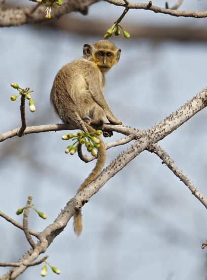 Callithrix Monkey Cercopithecus Sabaeus Young Pollen Editorial Stock ...