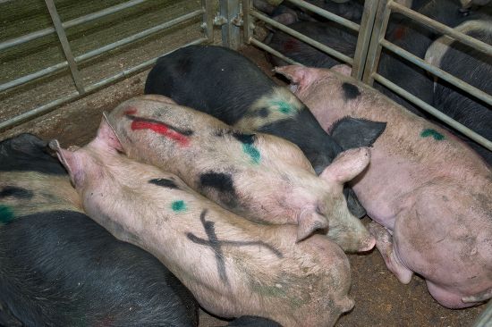 Domestic Pig Adults Slap Marks Market Editorial Stock Photo - Stock ...