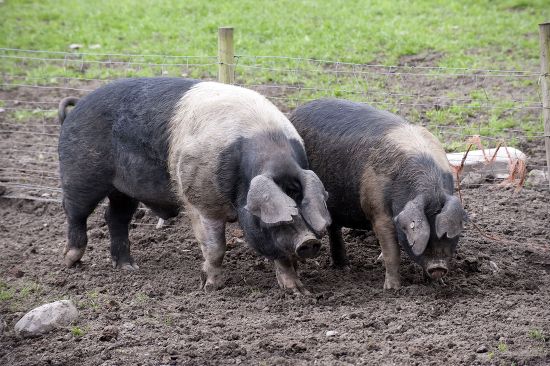 Domestic Pig British Saddleback Freerange Boar Editorial Stock Photo ...