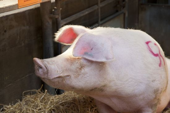 Domestic Pig Welsh Boar Bramblebee Ted Editorial Stock Photo - Stock ...