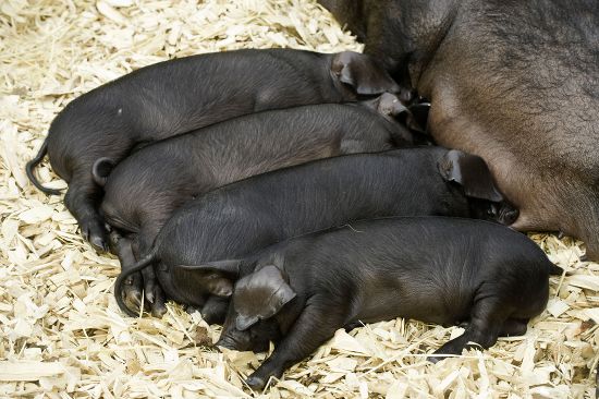Domestic Pig Large Black Piglets Suckling Editorial Stock Photo - Stock Image | Shutterstock