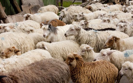 Domestic Sheep Domestic Goat Mixed Flock Editorial Stock Photo - Stock ...