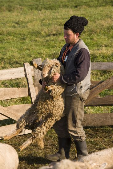 Domestic Sheep Shepherd Holding Sheep Communal Editorial Stock Photo ...