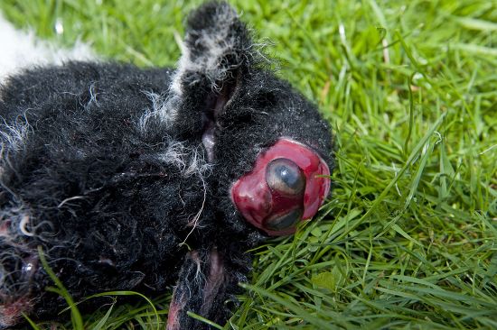 Domestic Sheep Dead Lamb Deformed Head Editorial Stock Photo - Stock ...