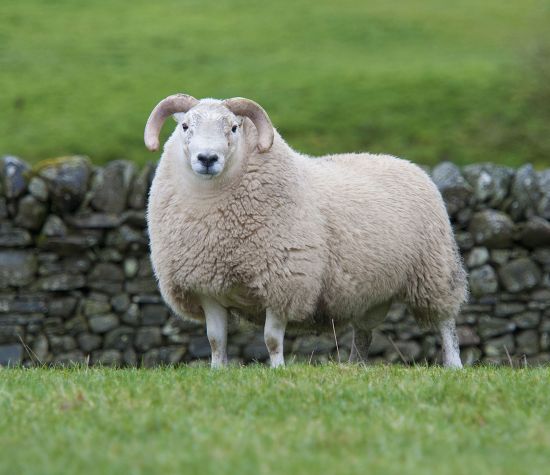 Domestic Sheep South Country Cheviot Ram Editorial Stock Photo - Stock ...