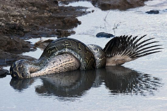 African Rock Python Python Sabae Constricting Editorial Stock Photo ...