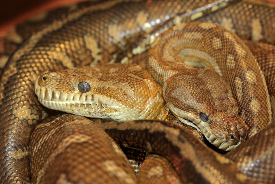 Bredls Carpet Python Morelia Bredli Two Editorial Stock Photo - Stock ...