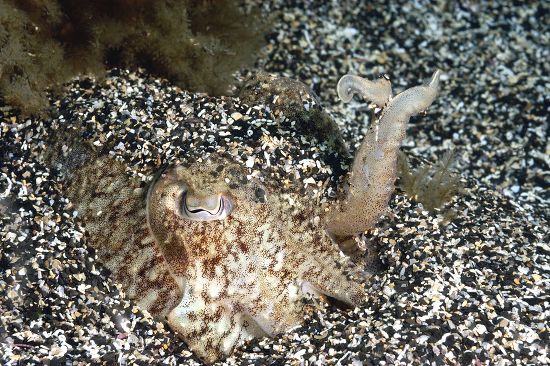 Common Cuttlefish Sepia Officinalis Adult Buried Editorial Stock Photo ...