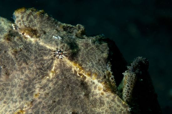 Painted Frogfish Antennarius Pictus Adult Face Editorial Stock Photo ...