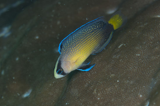 Splendid Dottyback Pseudochromis Splendens Adult Resting Editorial ...