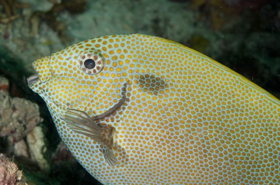 Goldspotted Rabbitfish Siganus Punctatus Adult Sipadan Editorial Stock ...