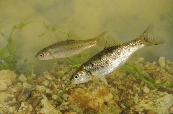 South European Roach Rutilus Rubilio Two Editorial Stock Photo - Stock ...