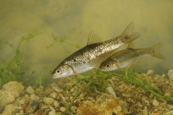 South European Roach Rutilus Rubilio Two Editorial Stock Photo - Stock ...