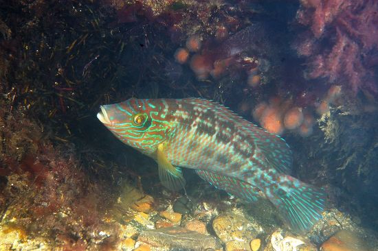 Corkwing Wrasse Symphodus Melops Adult Male Editorial Stock Photo ...