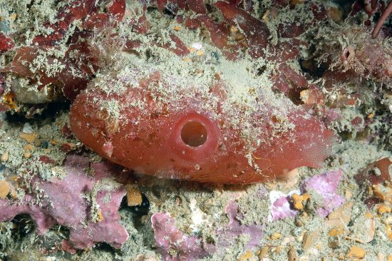 Seasquirt Ascidia Mentula Adult Open Siphon Editorial Stock Photo ...