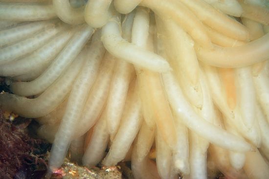 Squid Teuthida Sp Eggs Attached Rock Editorial Stock Photo - Stock ...