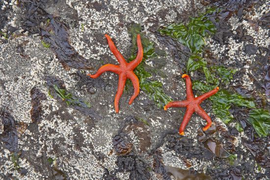 Pacific Blood Starfish Henricia Leviuscula Two Editorial Stock Photo ...