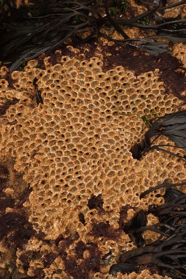 Honeycomb Worm Sabellaria Alveolata Tube Reef Editorial Stock Photo ...