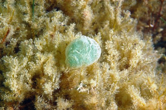 Paddleworm Phyllodoce Sp Eggs Attached Seaweed Editorial Stock Photo ...