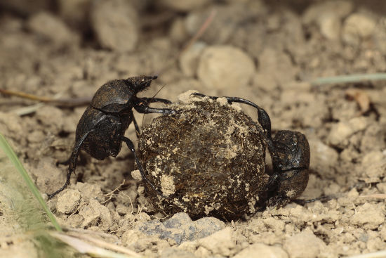 Dung Beetle Sisyphus Schaefferi Adult Pair Editorial Stock Photo ...