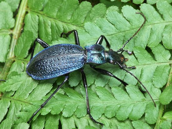 Blue Ground Beetle Carabus Intricatus Adult Editorial Stock Photo ...