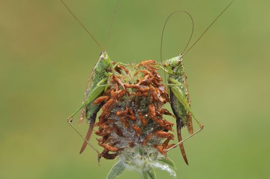 Longwinged Conehead Conocephalus Discolor Two Adult Editorial Stock ...