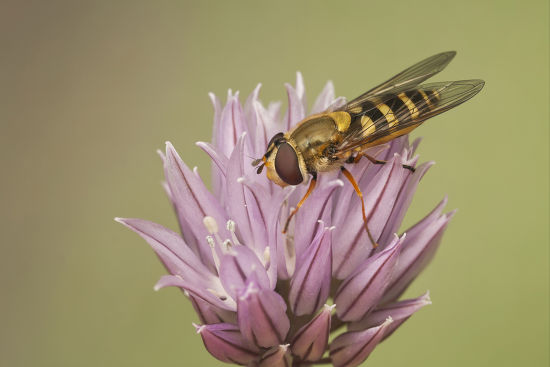 Common Banded Hoverfly Syrphus Ribesii Adult Editorial Stock Photo ...