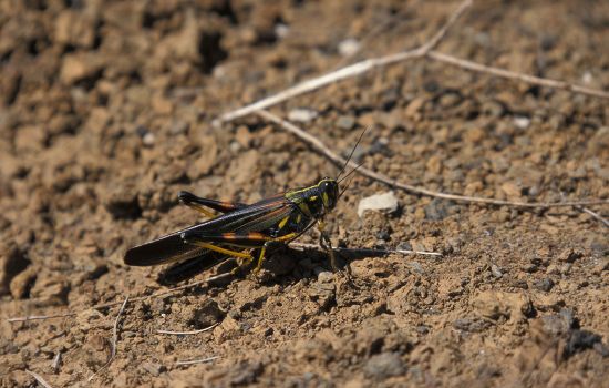 Painted Locust Schistocerca Melanocera James Island Editorial Stock ...