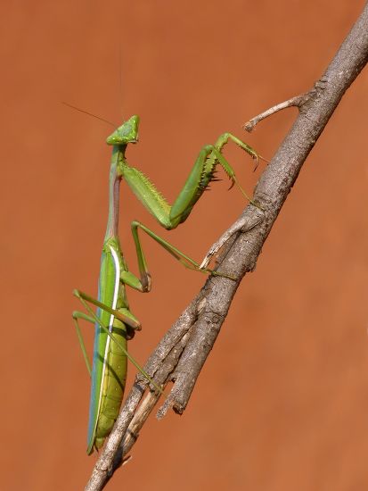 False Garden Mantis Pseudomantis Albofimbriata Adult Editorial Stock ...