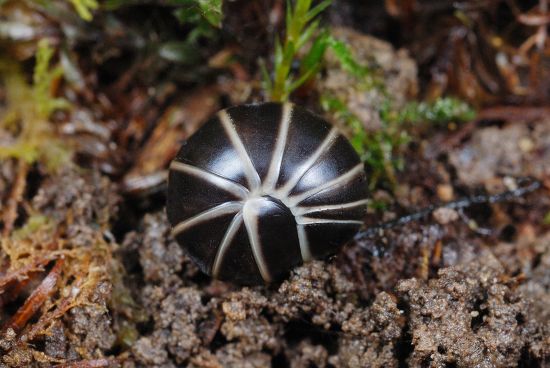 Common Pill Millipede Glomeris Marginata Adult Editorial Stock Photo - Stock Image | Shutterstock