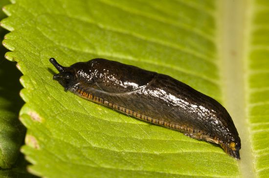 Great Black Slug Arion Ater Reddish Editorial Stock Photo - Stock Image ...