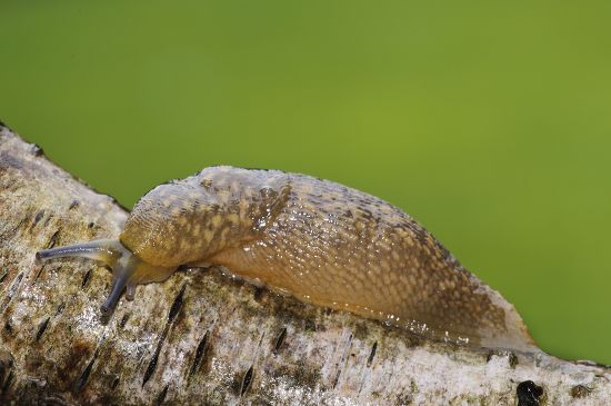 Yellow Slug Limax Flavus Adult Crawling Editorial Stock Photo - Stock ...